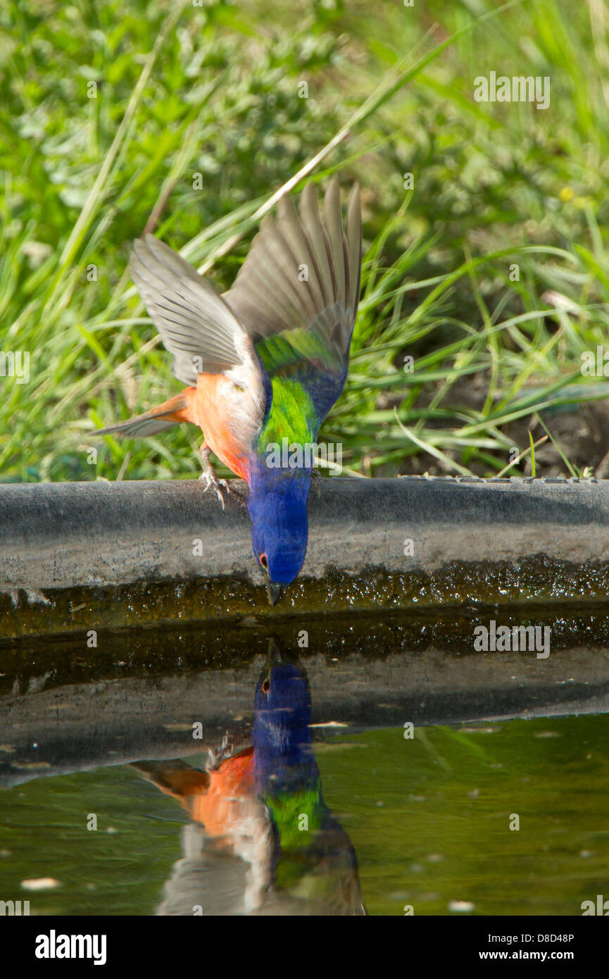 Painted bunting hi-res stock photography and images - Alamy