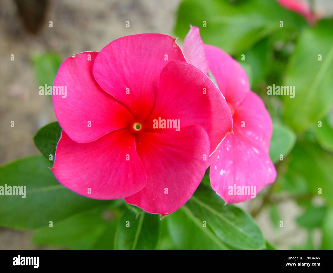 Vibrant green hue stands hi-res stock photography and images - Alamy