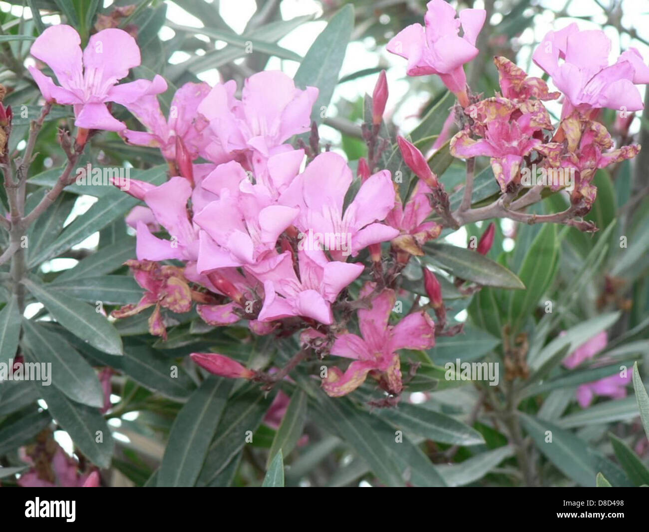 A pink flowering bush displays clusters of soft pink blooms. The bush ...