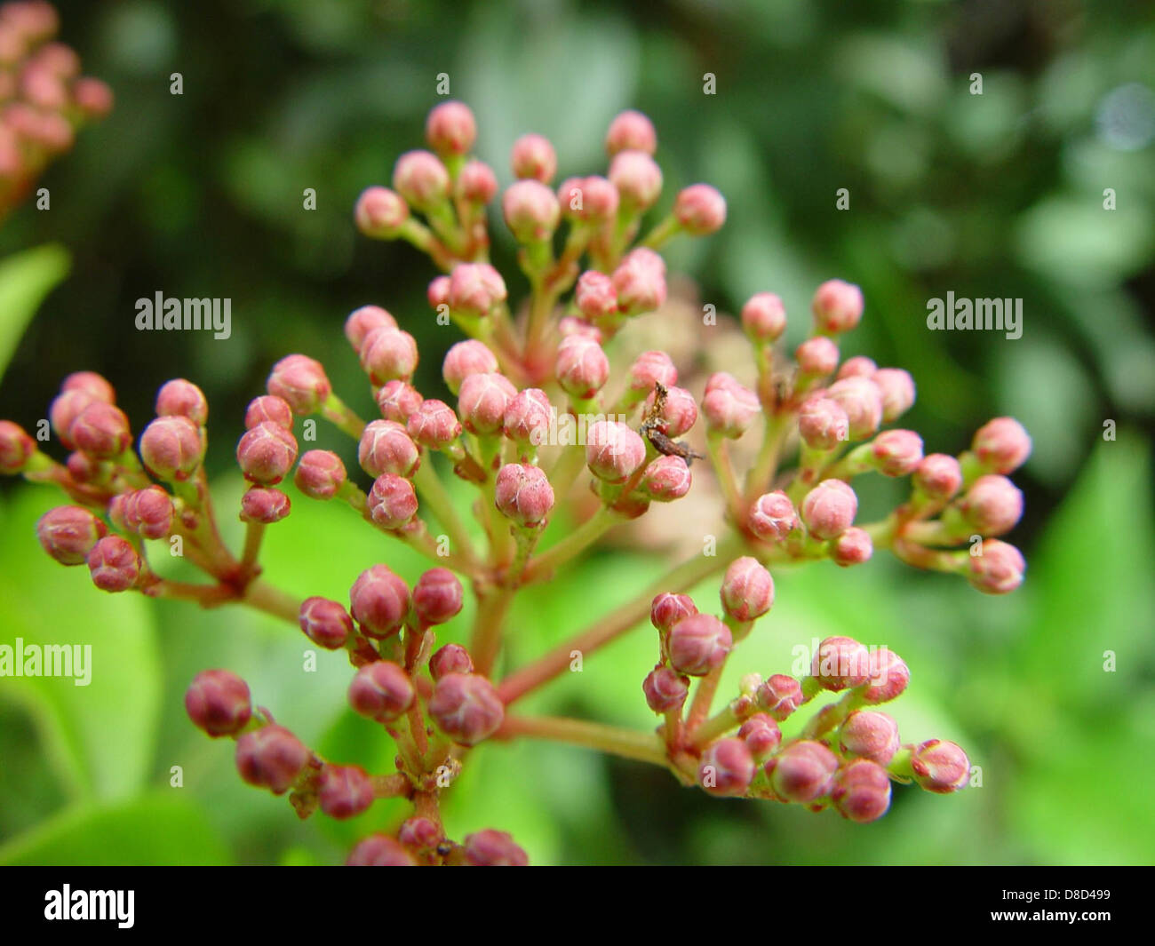 This image shows pink flower buds ready to bloom. The buds represent ...