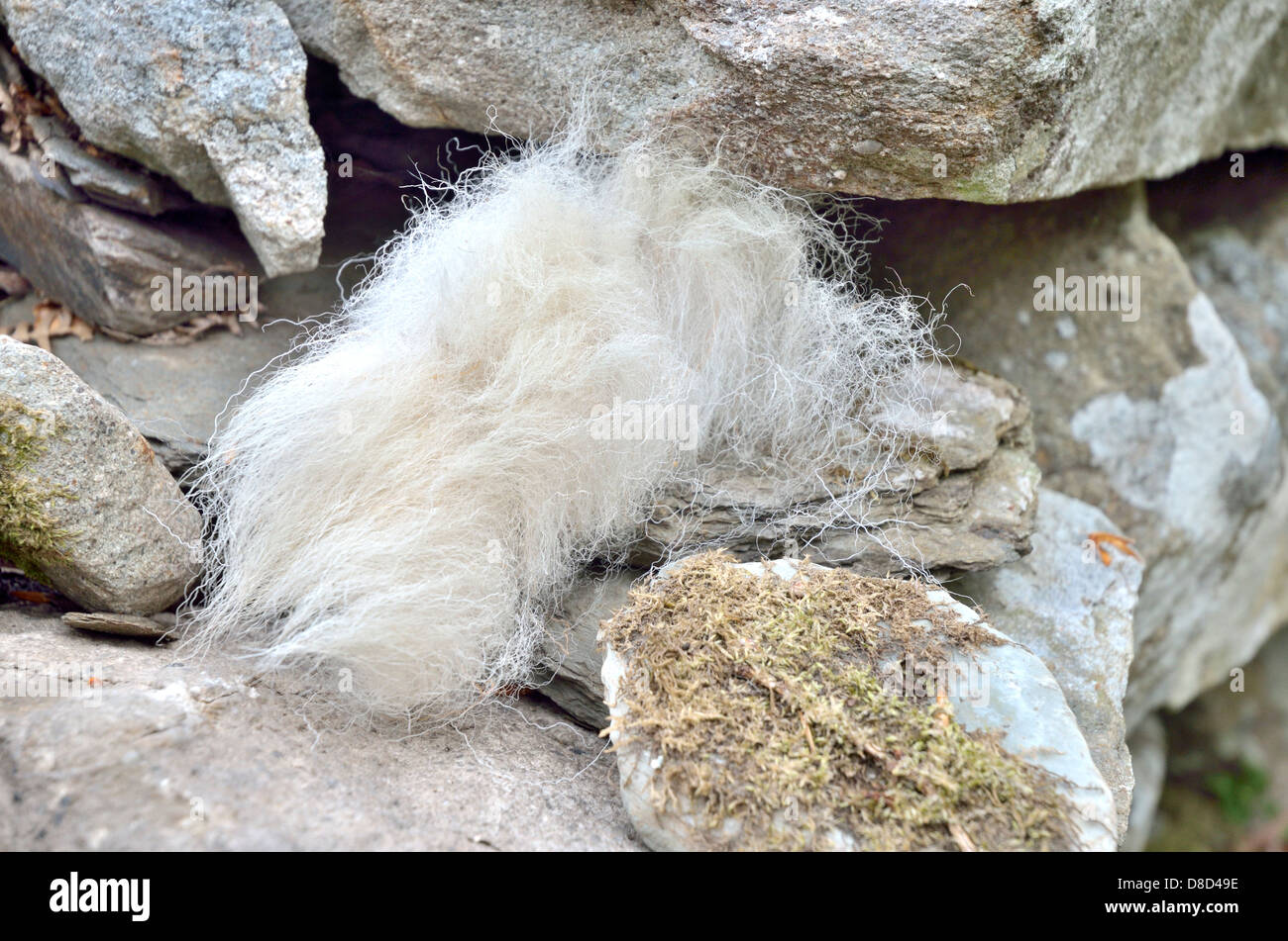 Sheep's wool caught in stone wall Stock Photo - Alamy