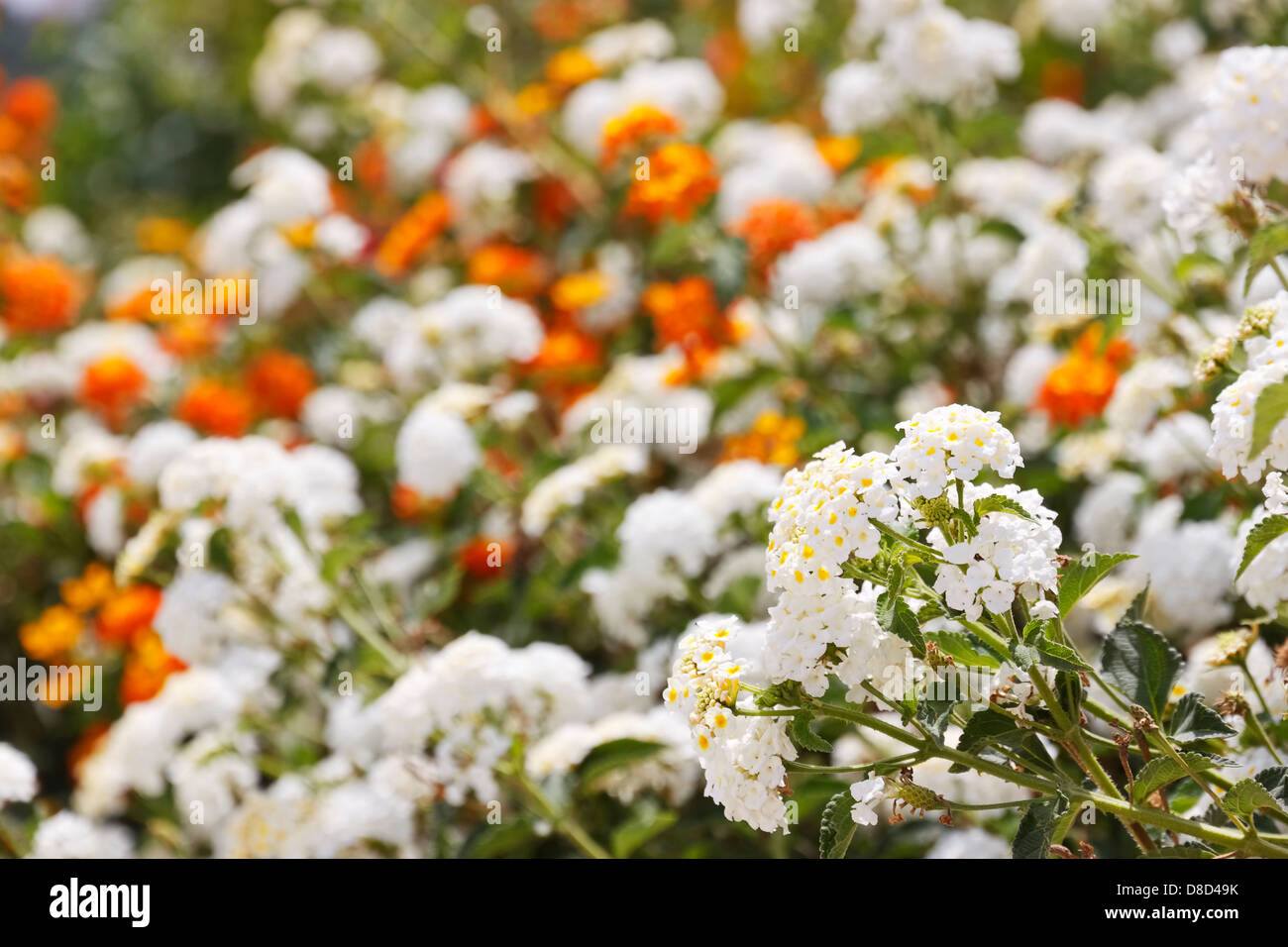 Spring flowers colorful background Stock Photo - Alamy