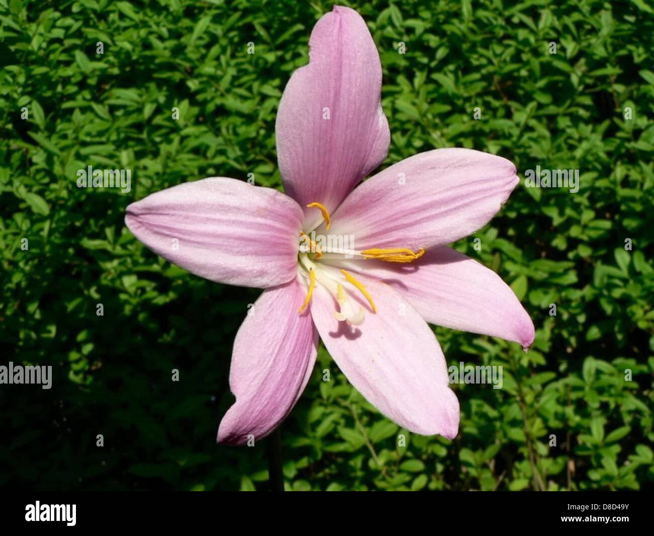 A close-up view of a pink flower growing in a bush, surrounded by green ...