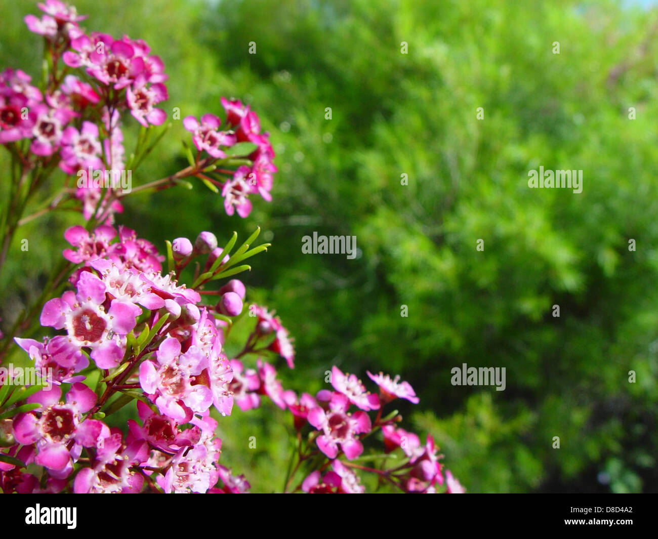 A close-up of a pink Geraldton flower, native to Australia, showing its ...