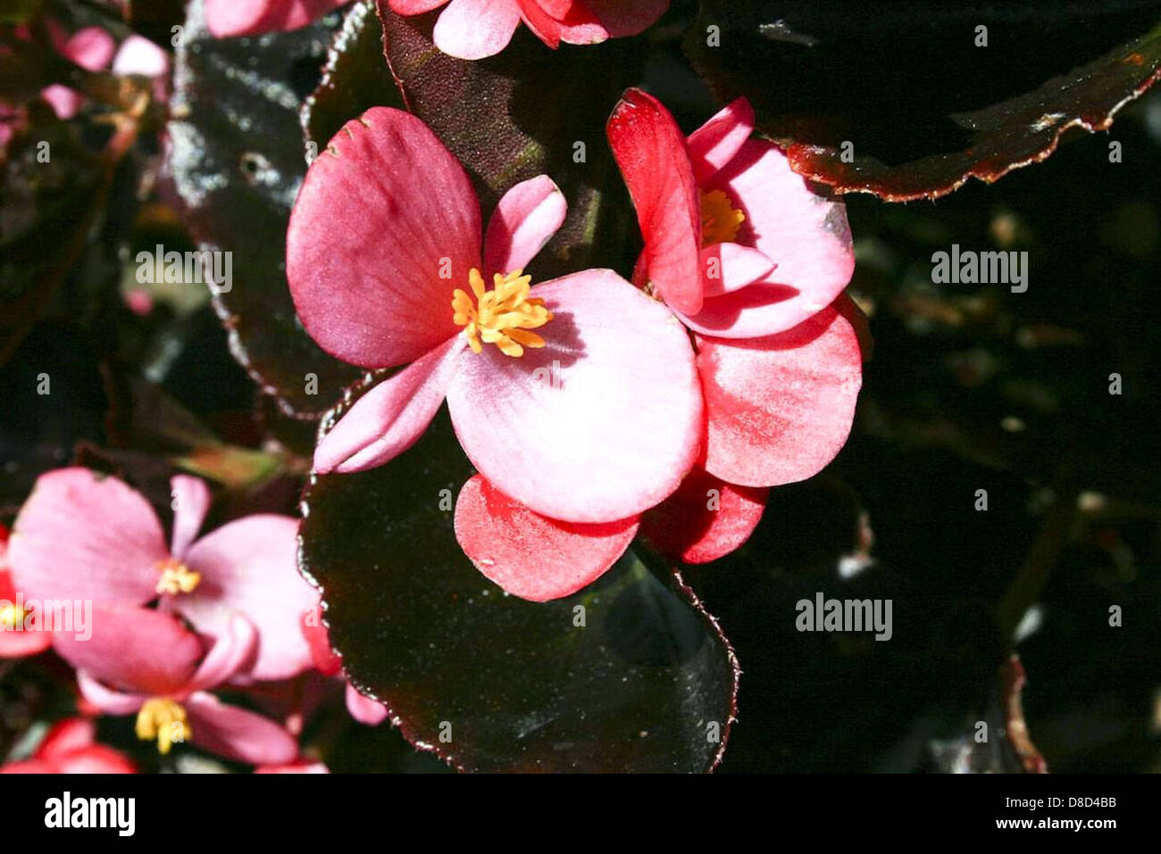 Eye catching flower image hi-res stock photography and images - Alamy