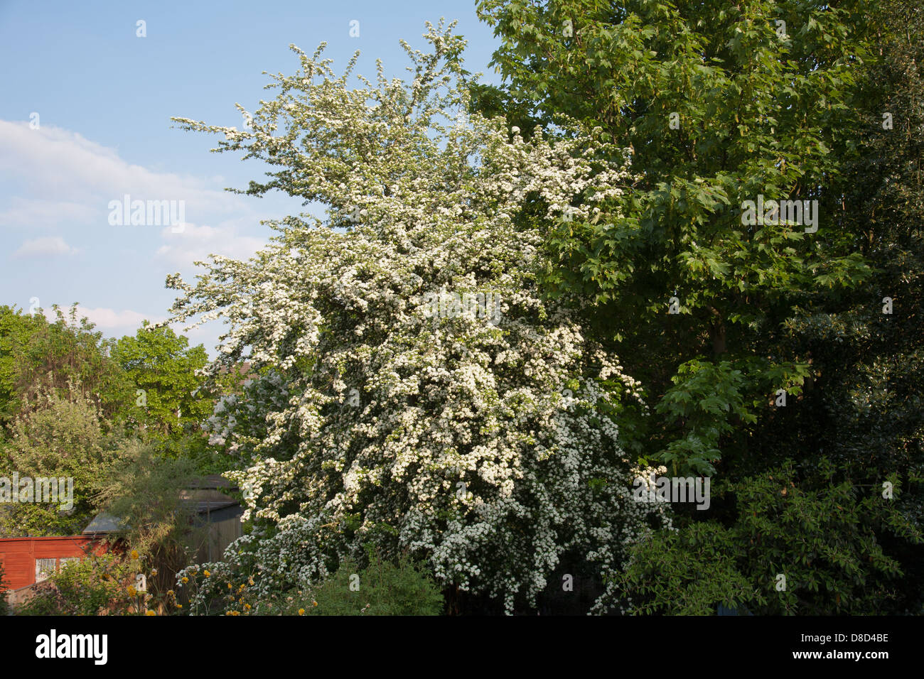 Hawthorn in full bloom in a garden London Stock Photo - Alamy