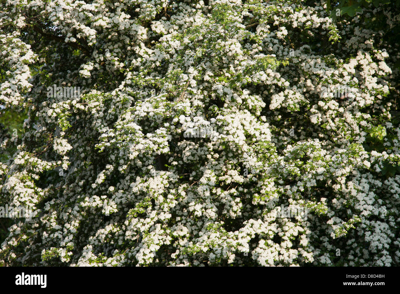 In garden hawthorn tree hi-res stock photography and images - Alamy