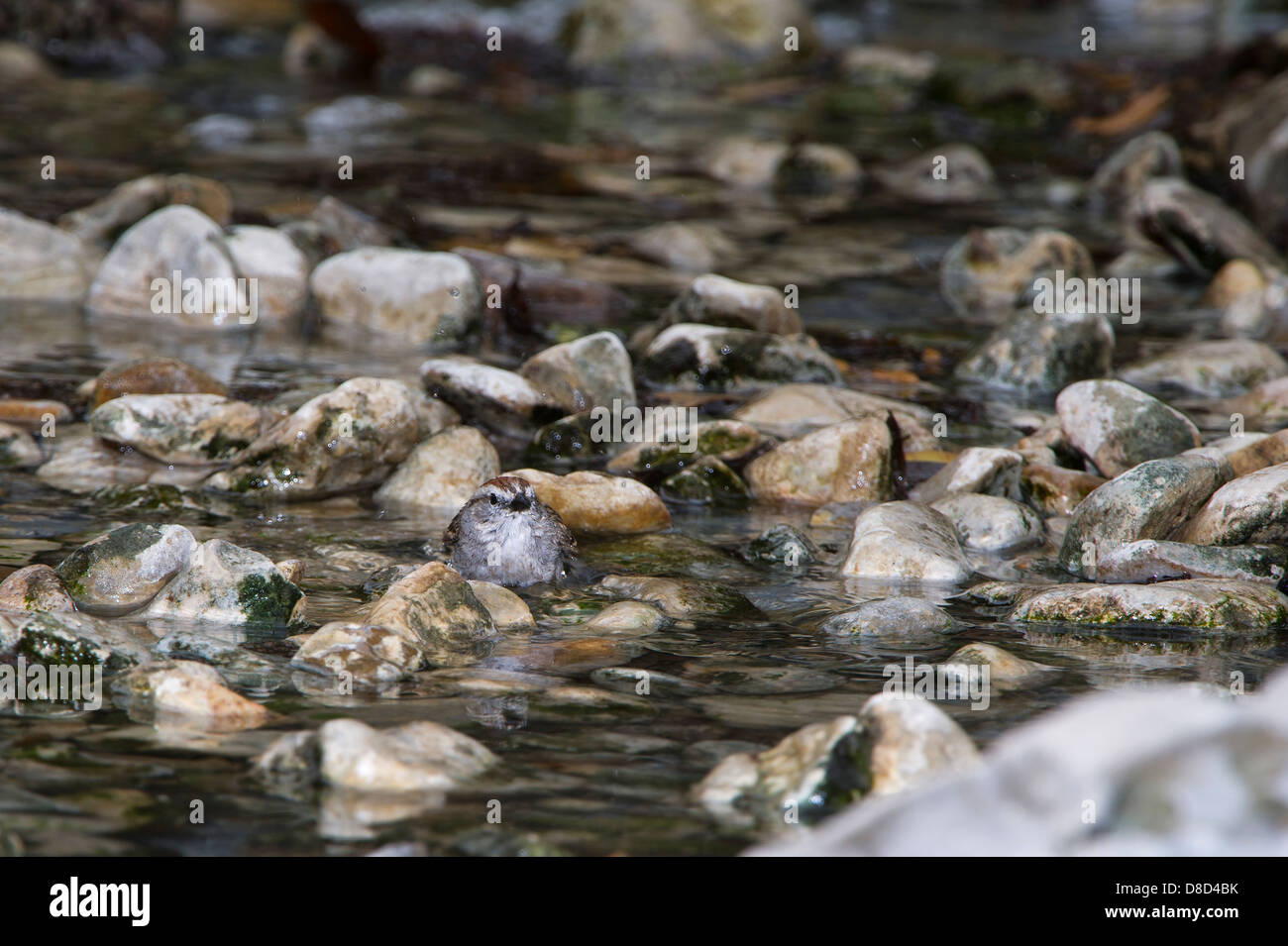 Chipping Sparrow bathing in a rocky puddle, Christoval, Texas, USA ...