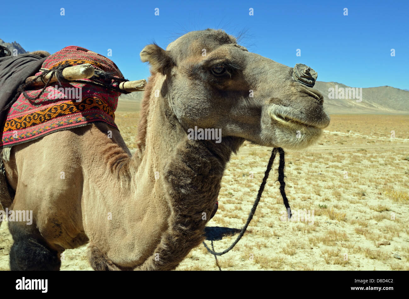 Camel riding on The Pamir Plateau, Tajikistan Stock Photo - Alamy