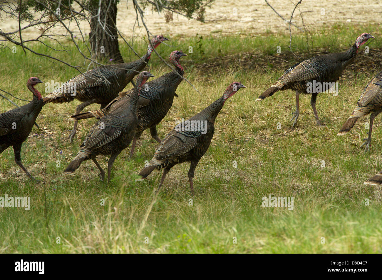 Wild turkeys in a meadow, Christoval, Texas, USA Stock Photo - Alamy