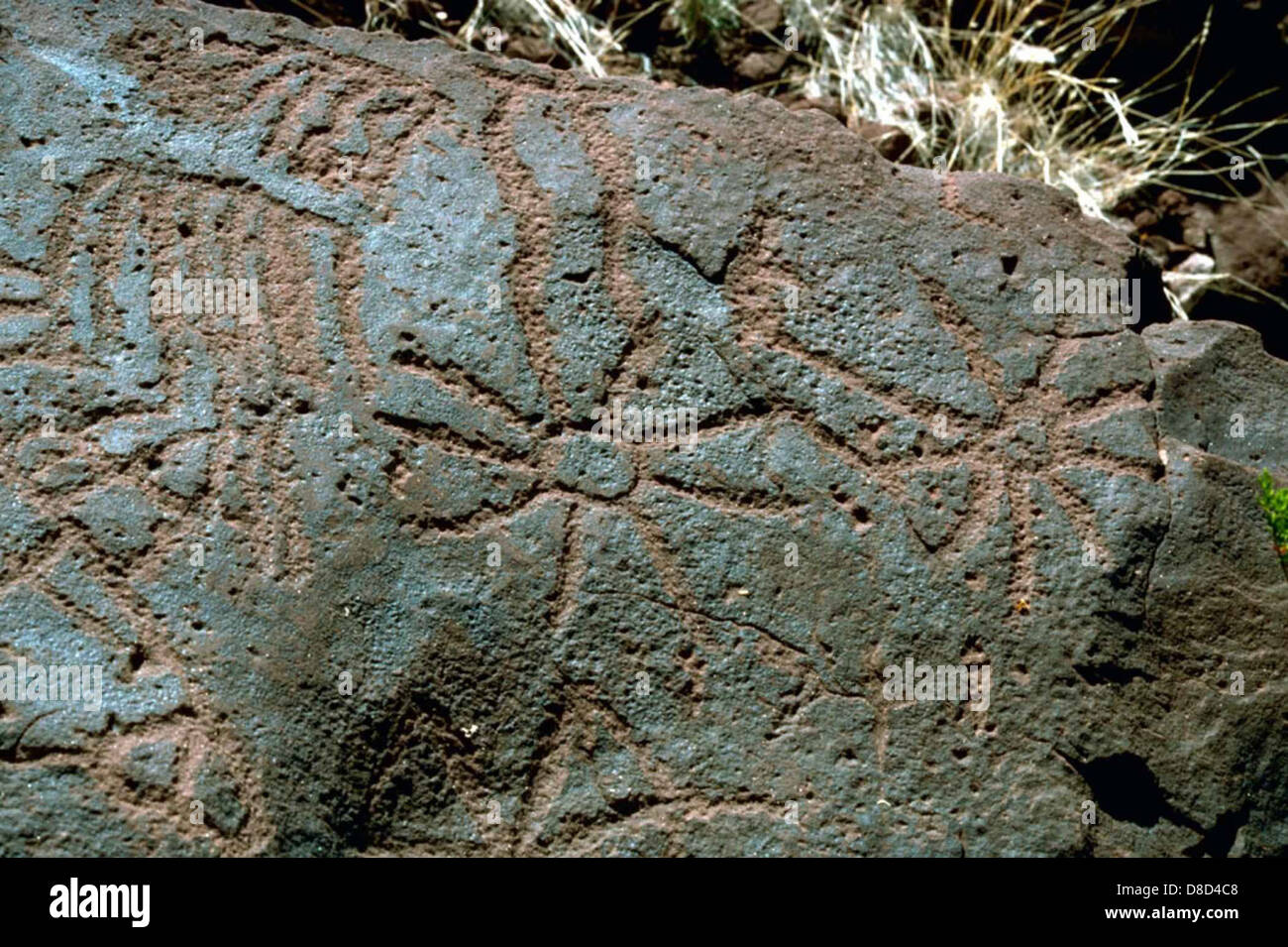 Ancient Piro Indian petroglyphs are etched into stone, providing a ...