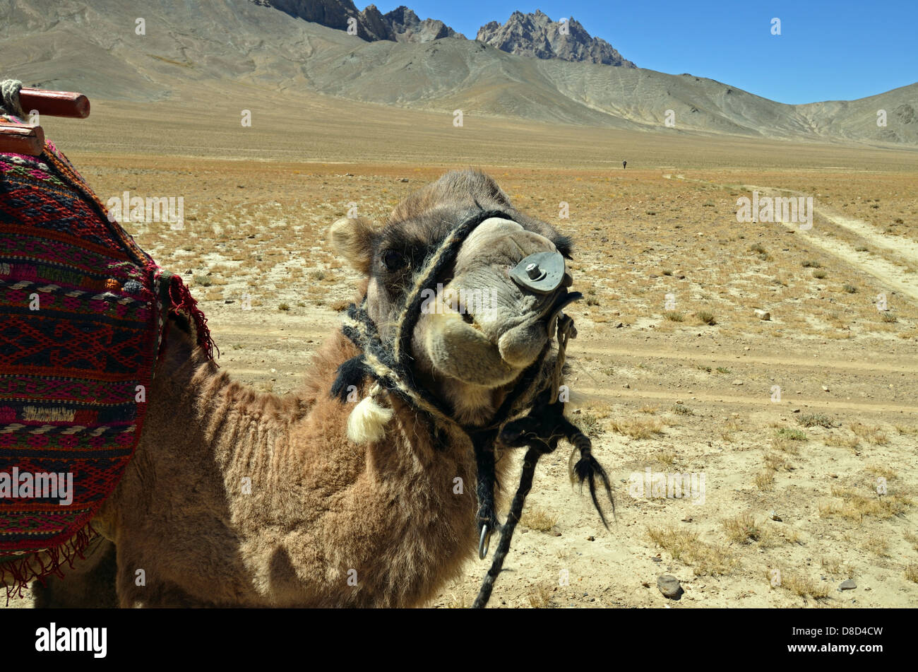 Camel riding on The Pamir Plateau, Tajikistan Stock Photo - Alamy