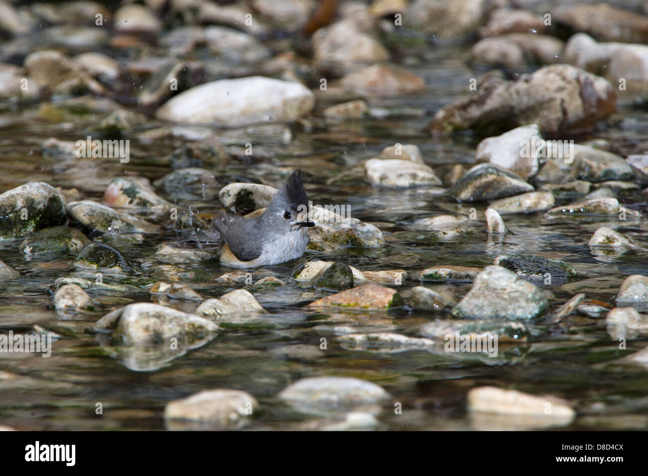 Tufted Titmouse bathing in a rocky puddle, Christoval, Texas, USA Stock ...