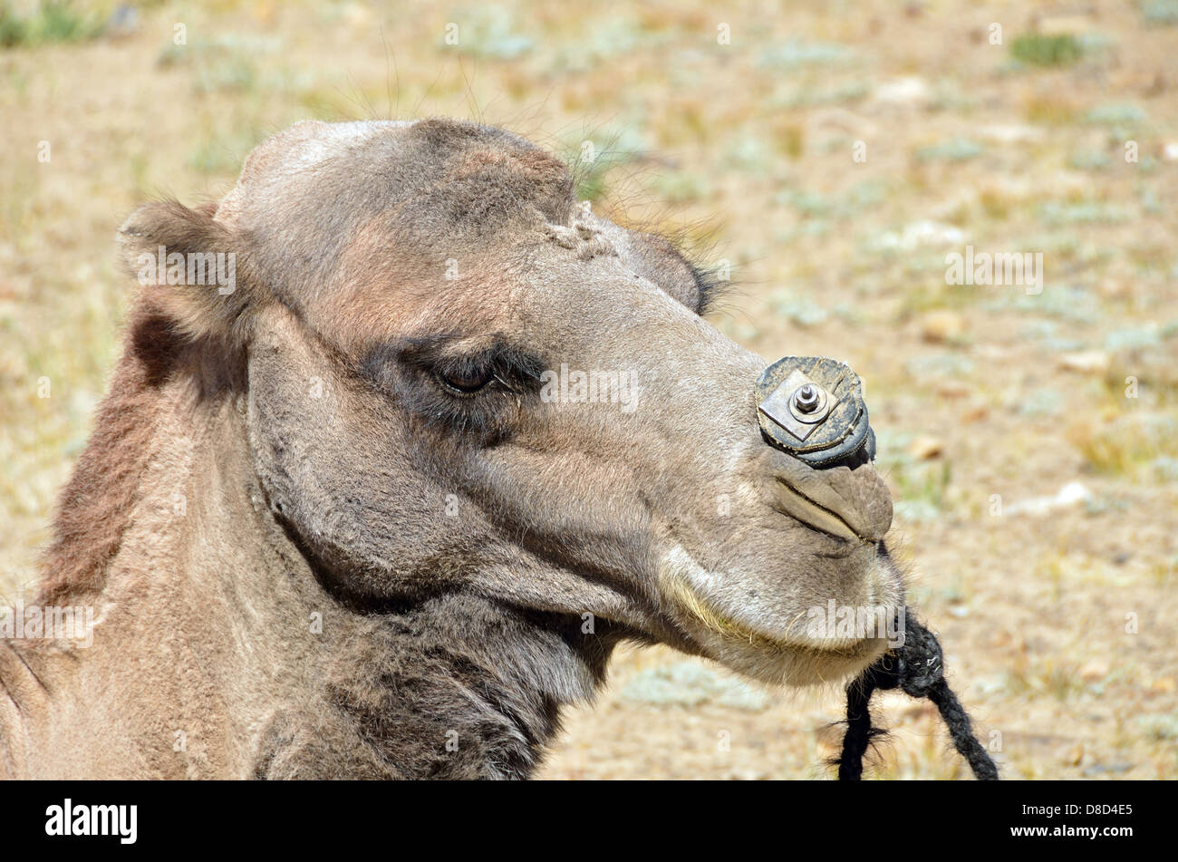 Pamirs plateau hi-res stock photography and images - Alamy