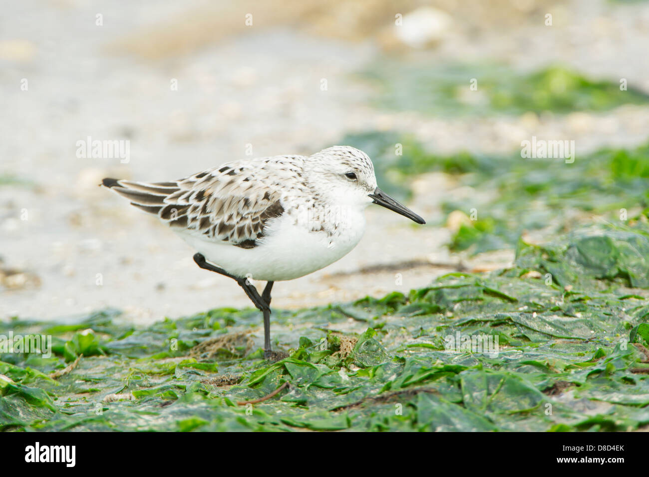 juvenile ruddy turnstone bird looking for food in a marsh, Bolivar ...