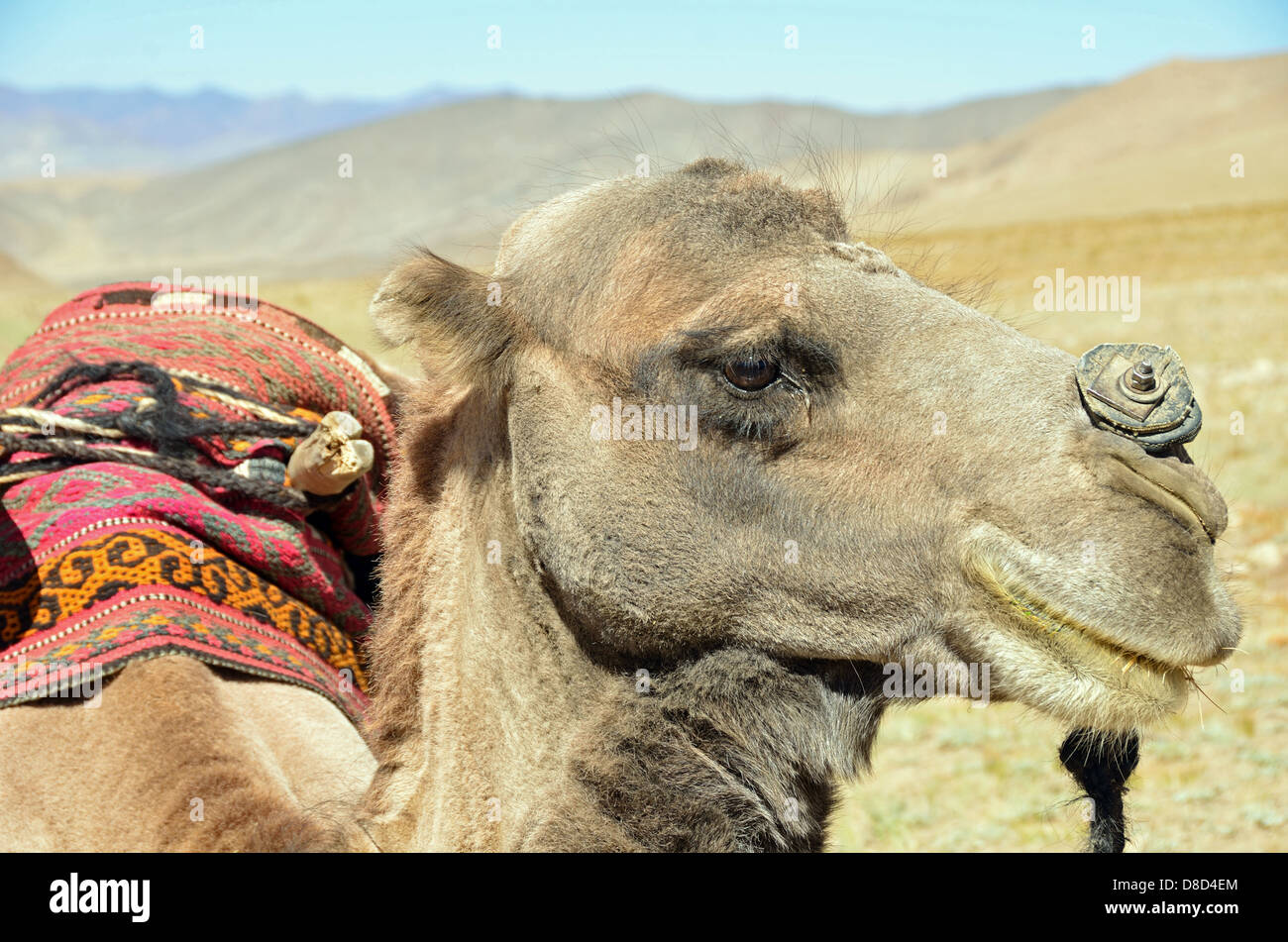 Camel riding on The Pamir Plateau, Tajikistan Stock Photo - Alamy