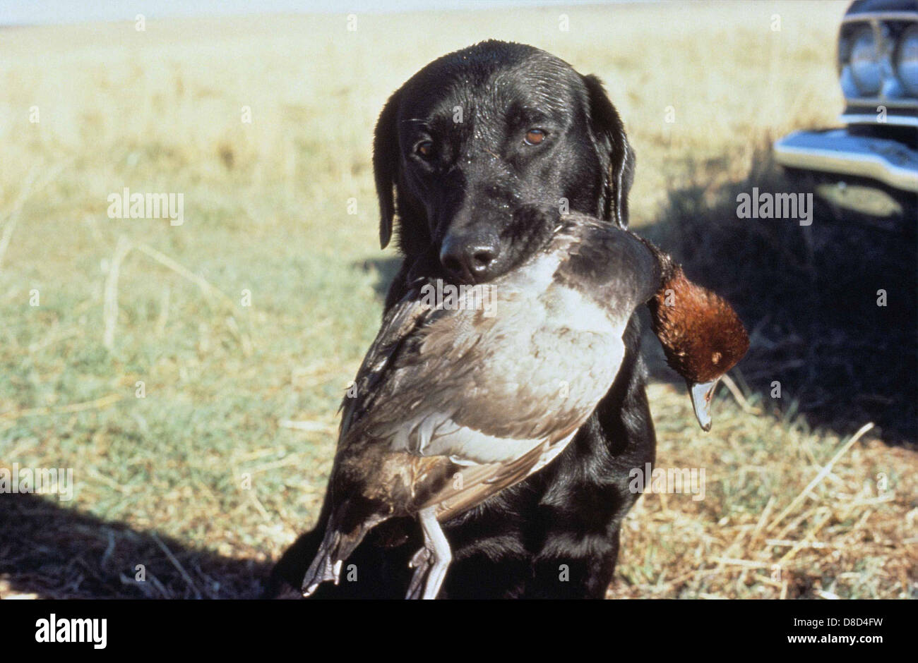 Dog with duck in mouth hi-res stock photography and images - Alamy