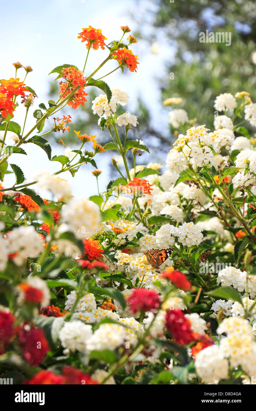 Spring flowers colorful background Stock Photo - Alamy