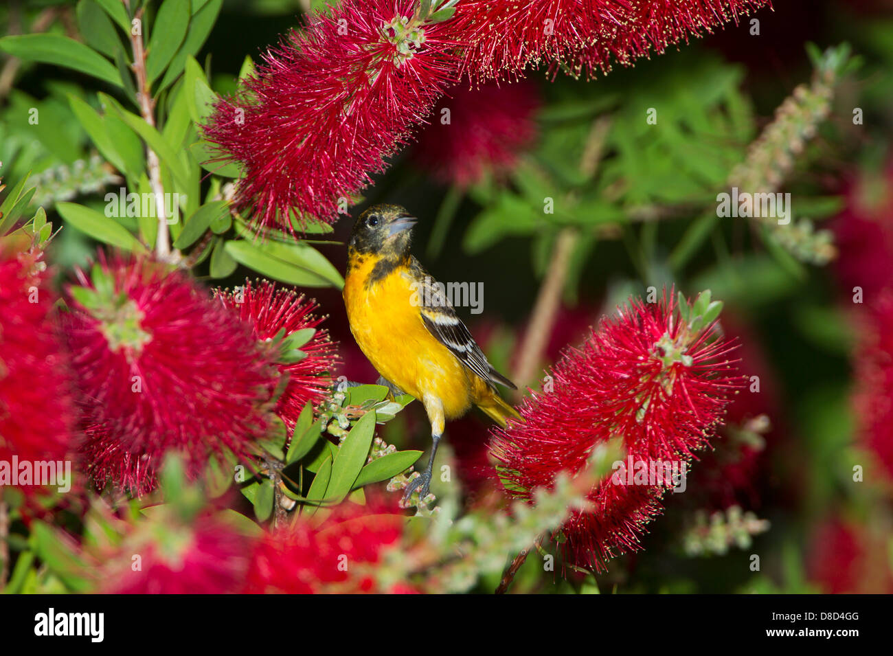 Baltimore oriole, bird, nest, hi-res stock photography and images - Alamy