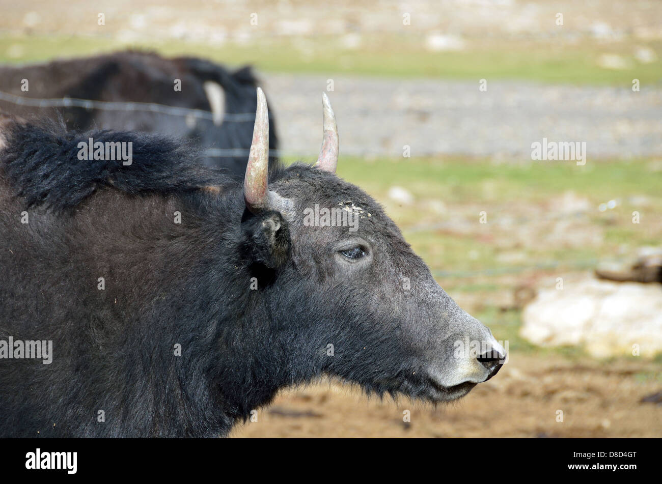 Domestic yaks hi-res stock photography and images - Alamy