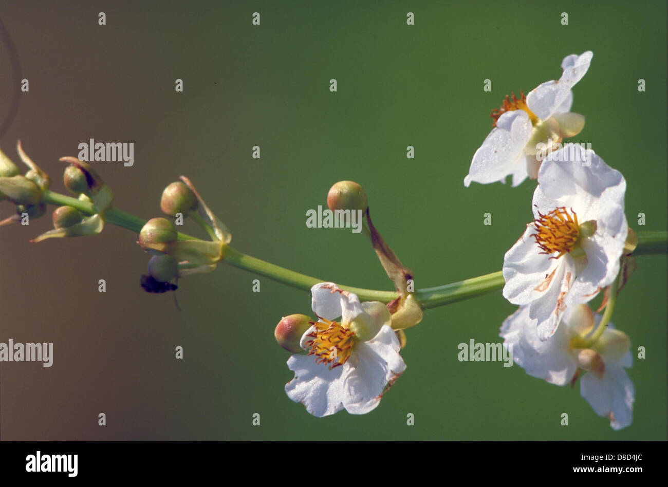 Potato plant flowers Stock Photo - Alamy