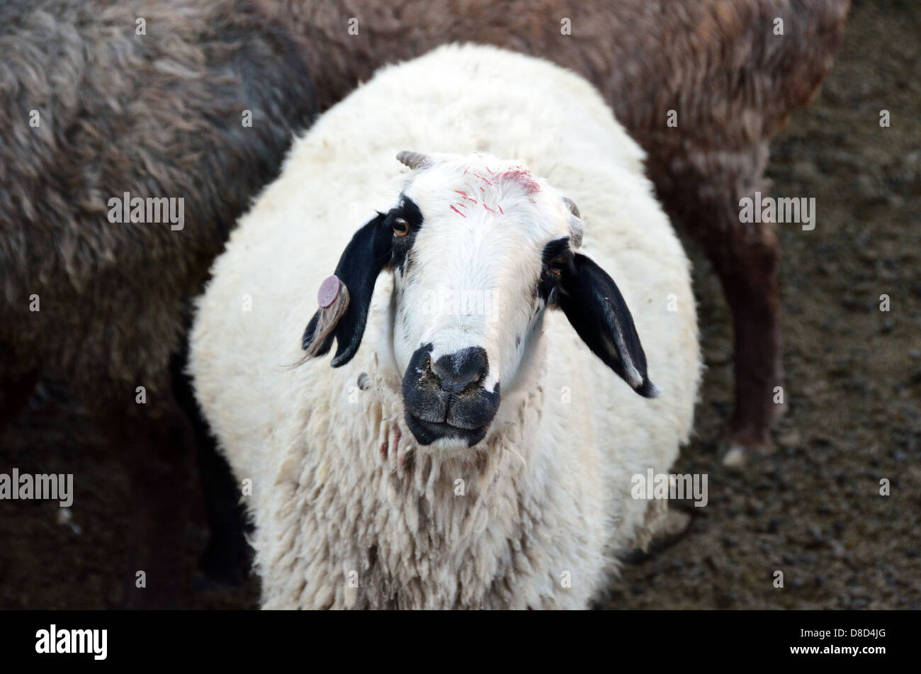 Pamir mountains sheep hi-res stock photography and images - Alamy