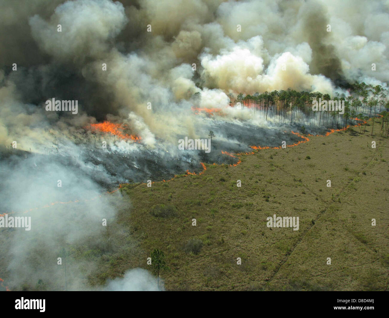 New growth forest fire burn area hi-res stock photography and images ...