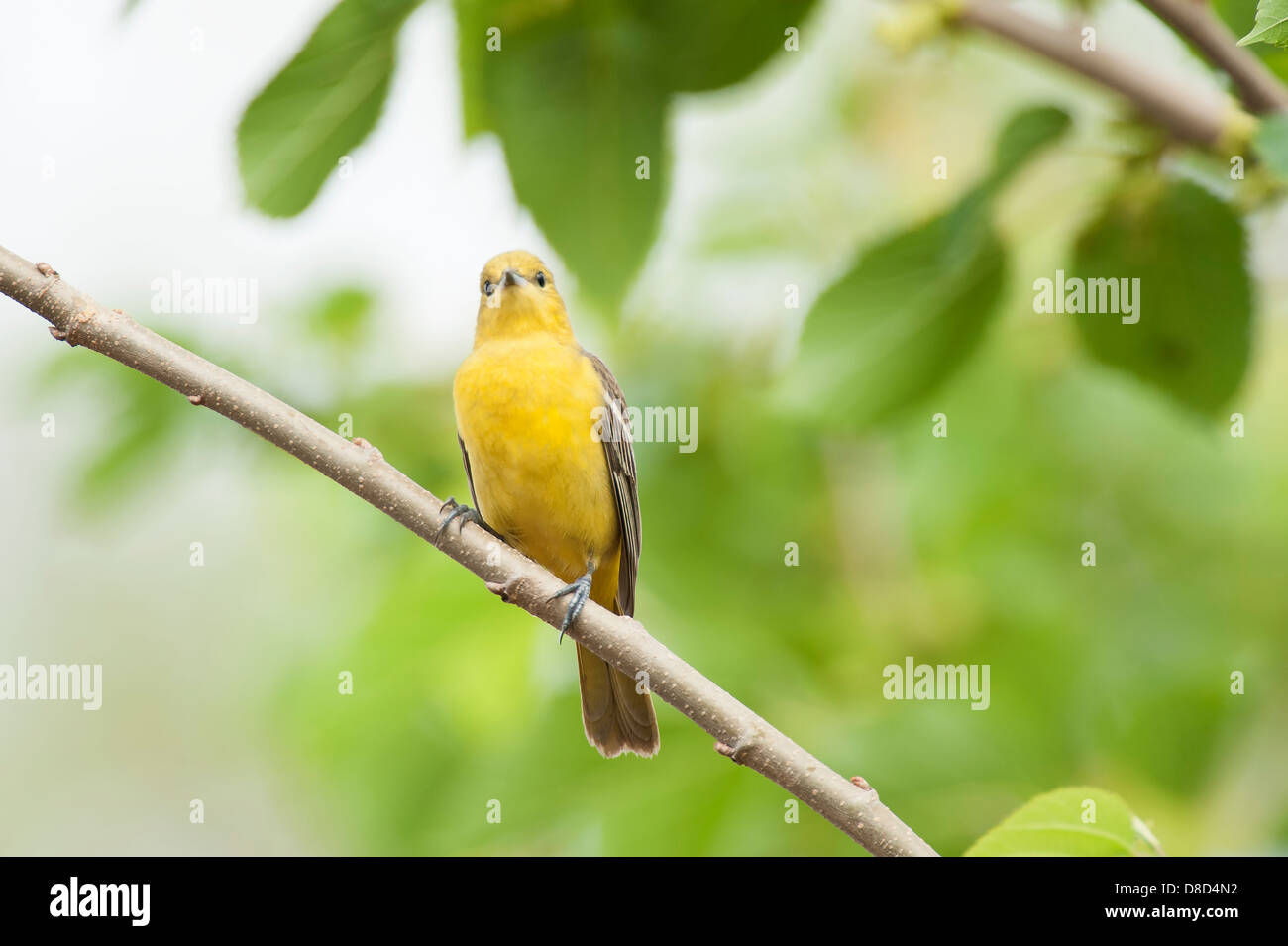 Female summer tanager hi-res stock photography and images - Alamy