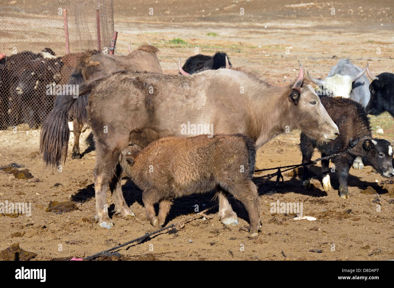 Domestic yaks hi-res stock photography and images - Alamy