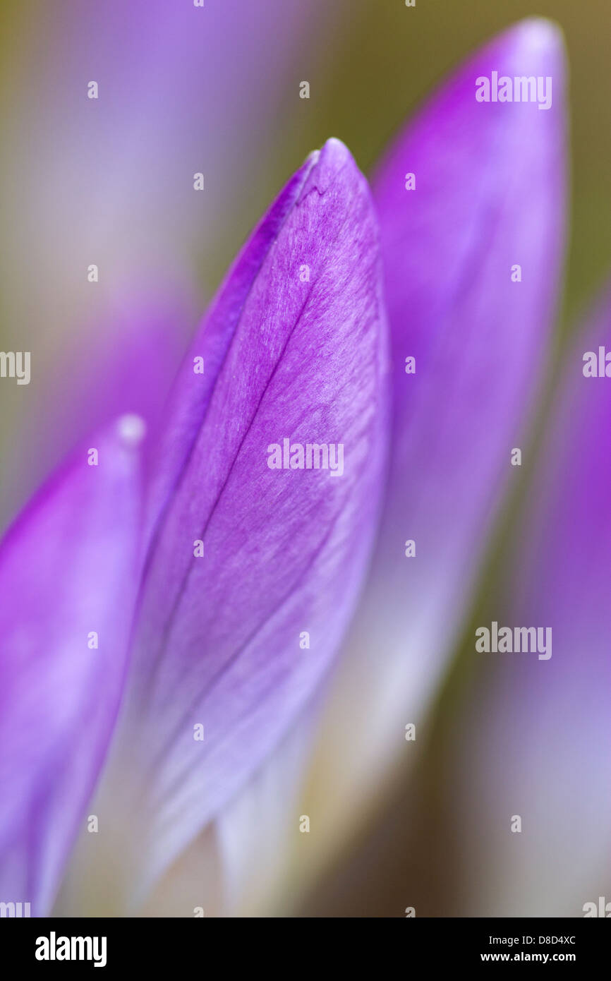 Fresh crocus flower in hi-res stock photography and images - Alamy