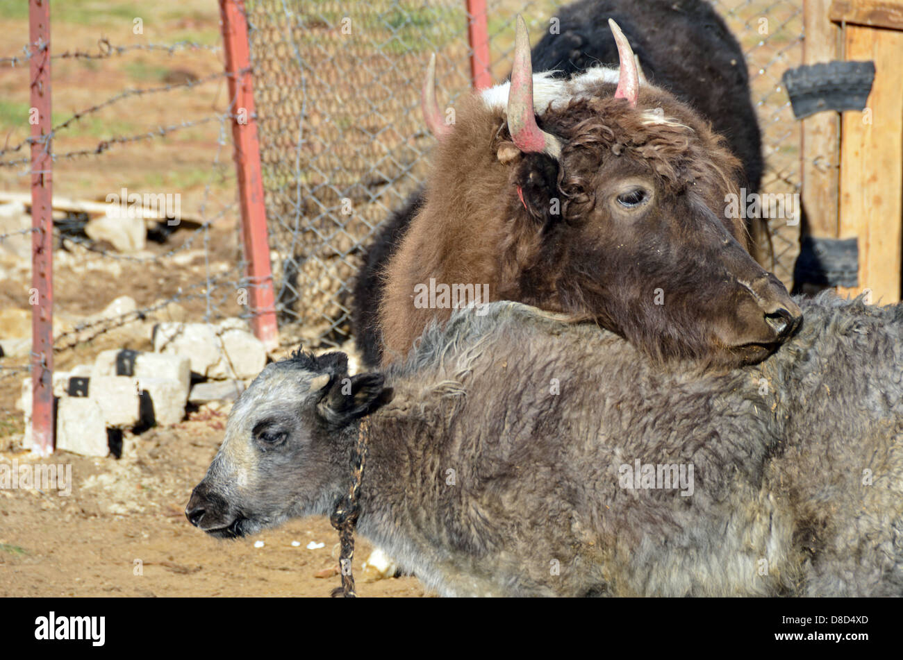Domestic yaks hi-res stock photography and images - Alamy