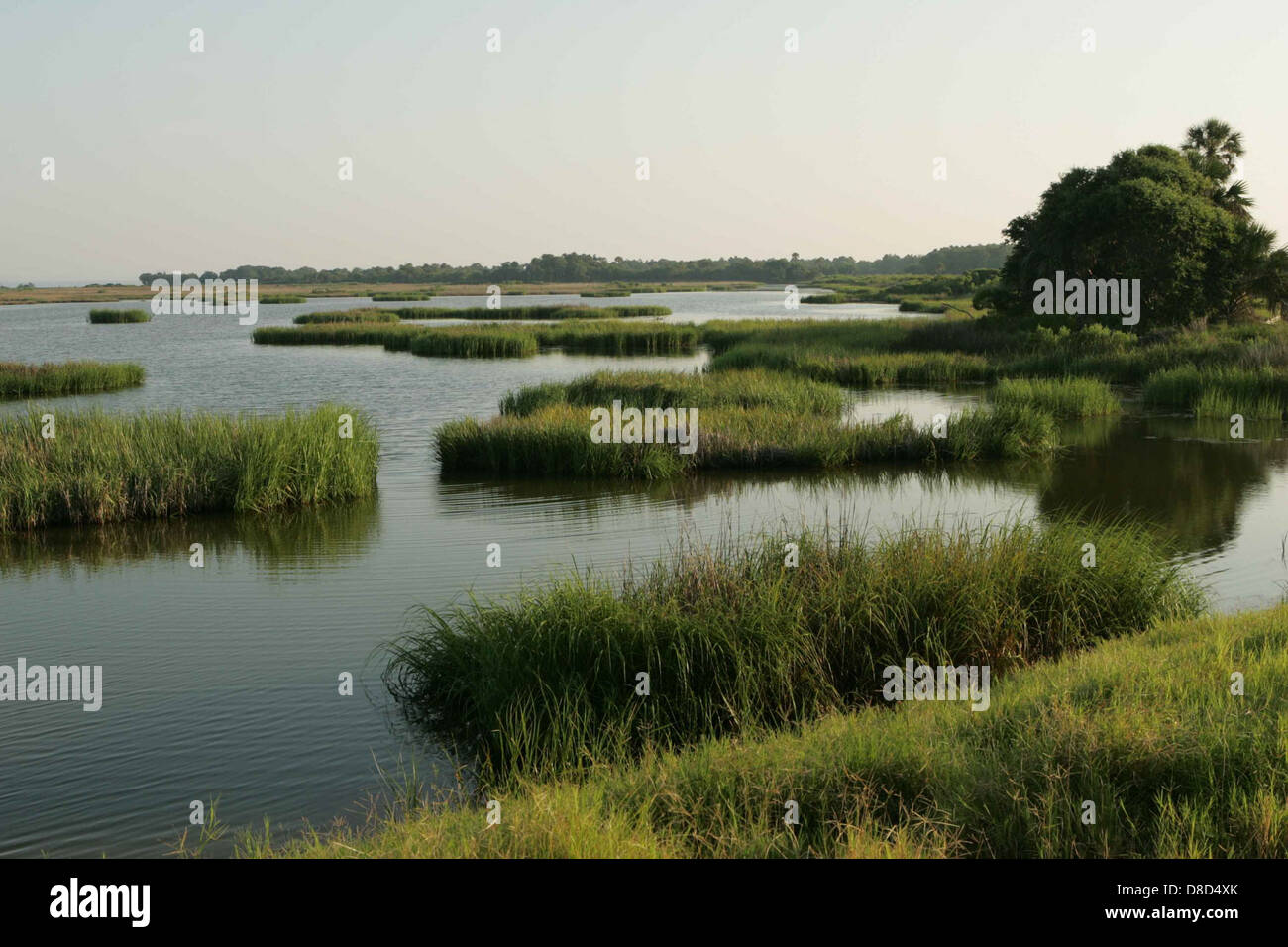 Pristine marshland is an untouched wetland ecosystem characterized by ...