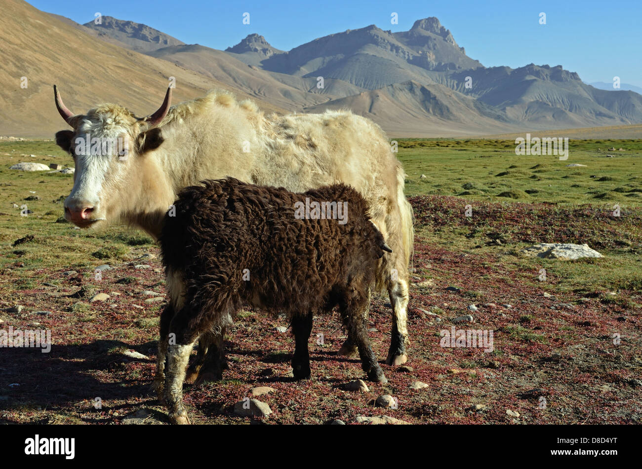 Domestic yaks hi-res stock photography and images - Alamy