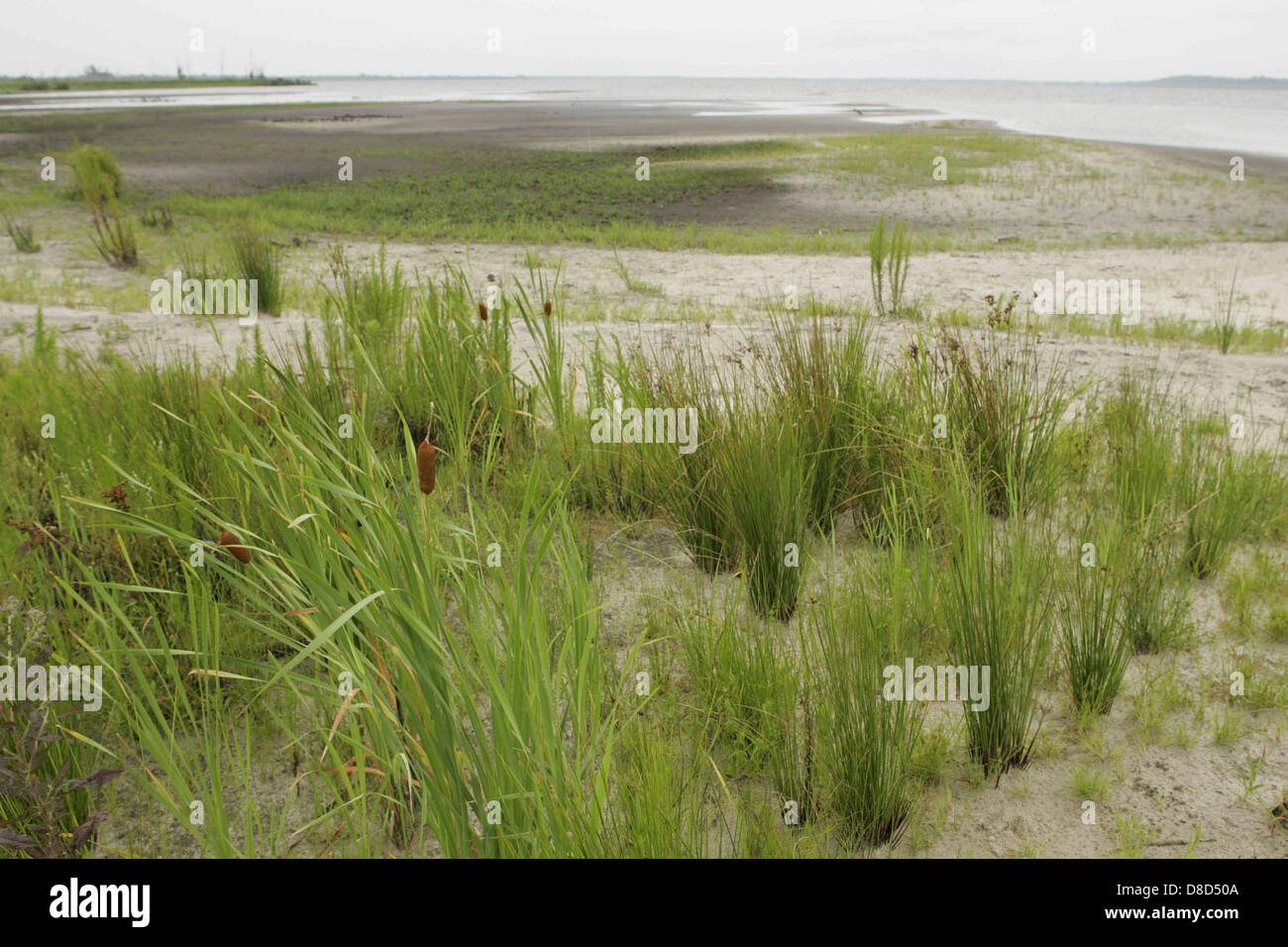Pungo lake scenic Stock Photo - Alamy