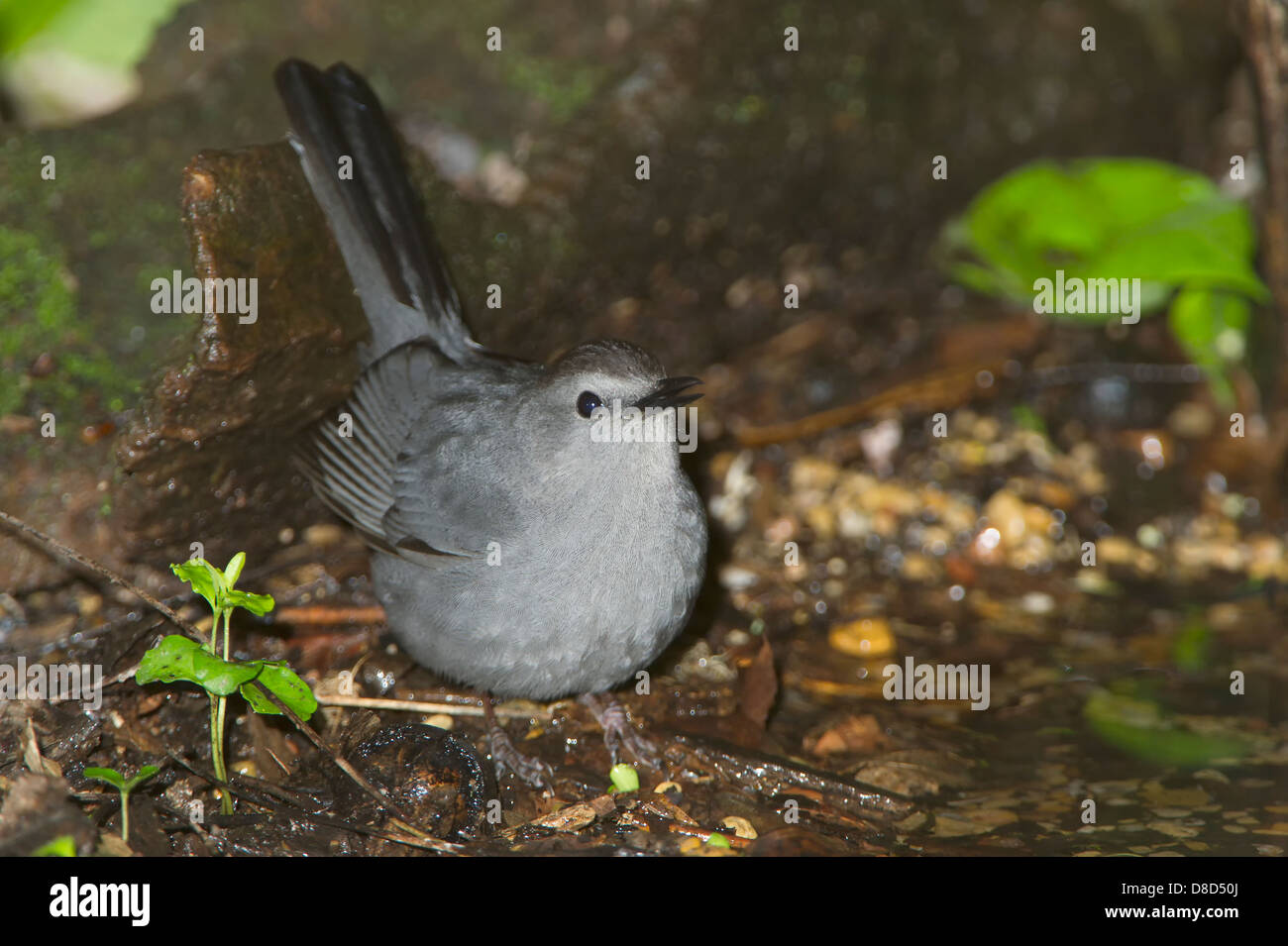 Dipper bird hi-res stock photography and images - Alamy
