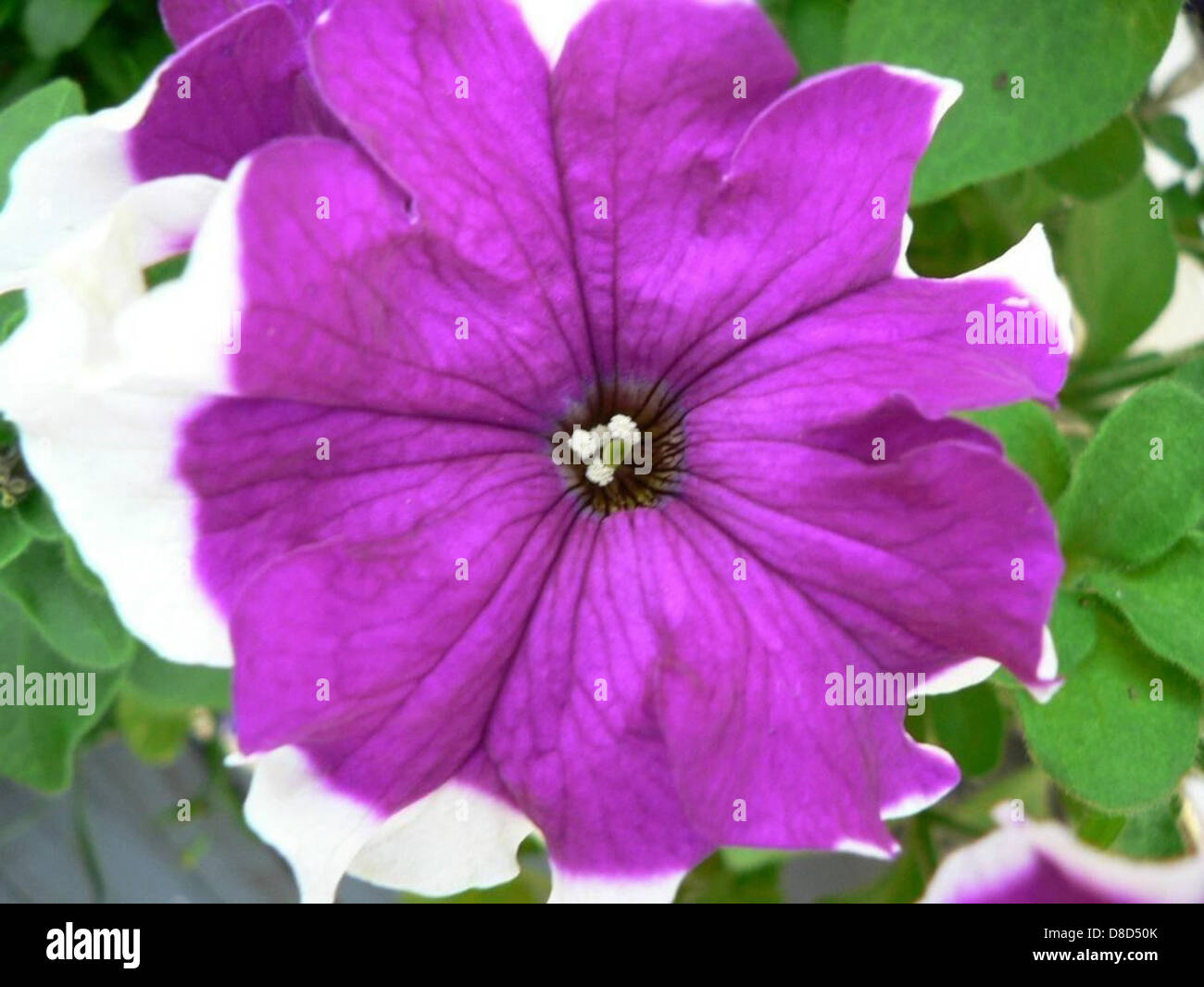 A purple and white flower stands out in a grassy field, surrounded by ...