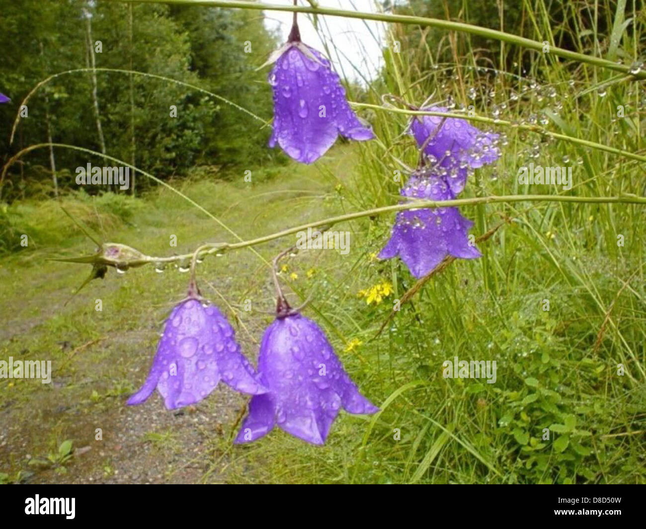 Purple bells are a type of flowering plant with bell-shaped blooms. The ...