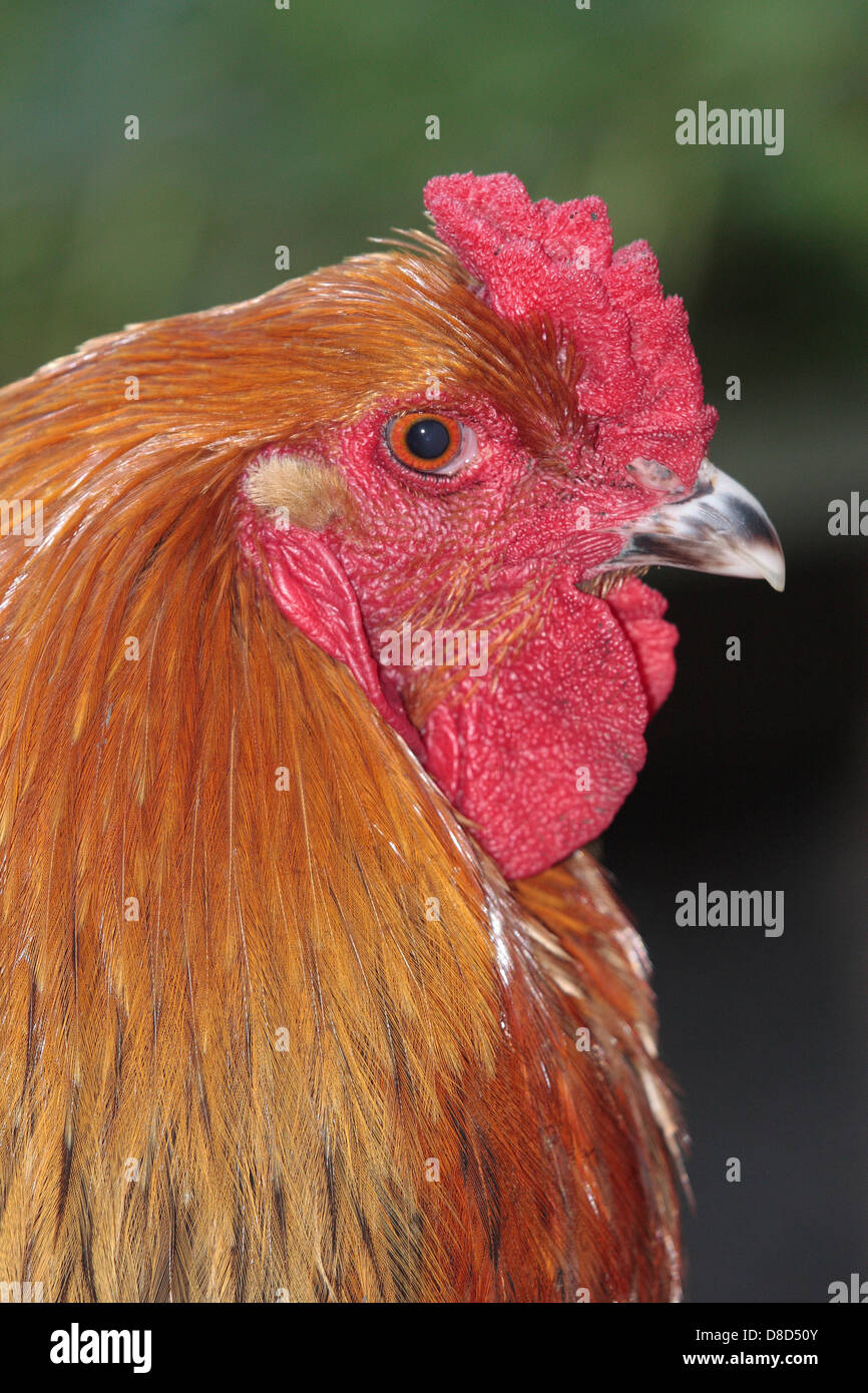 Cockbird hi-res stock photography and images - Alamy