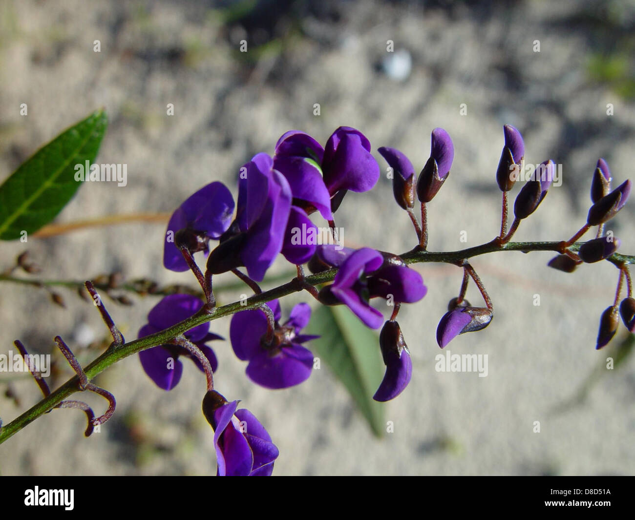 Purple challenge to the sand dunes Tamala park Stock Photo - Alamy