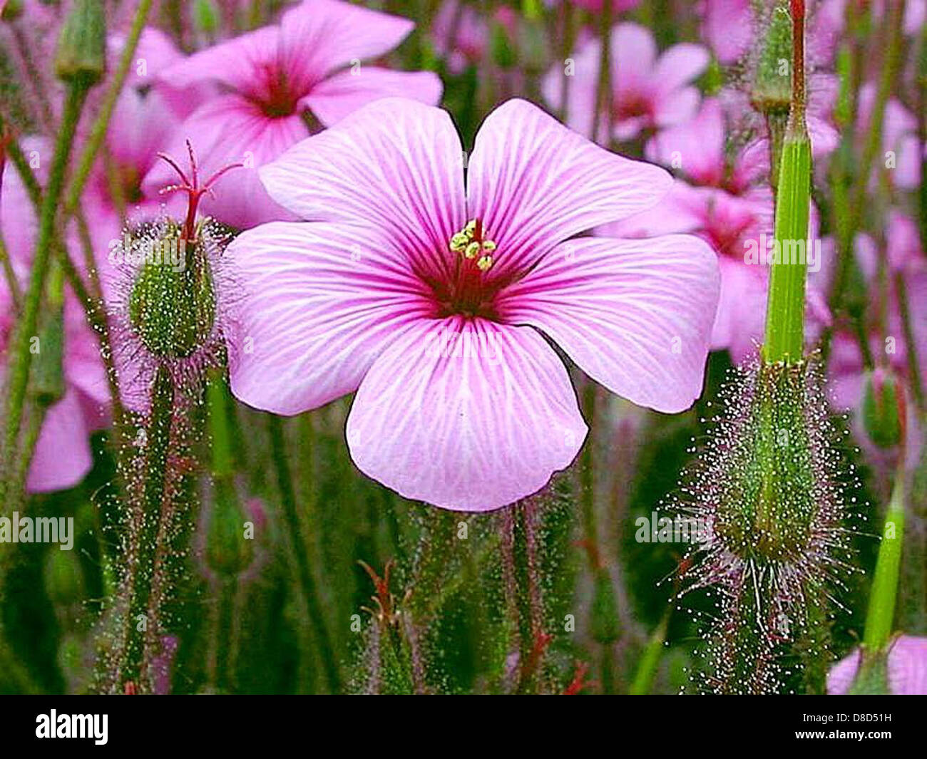 Purple flower buds with petals emerge from the grass, showcasing the ...