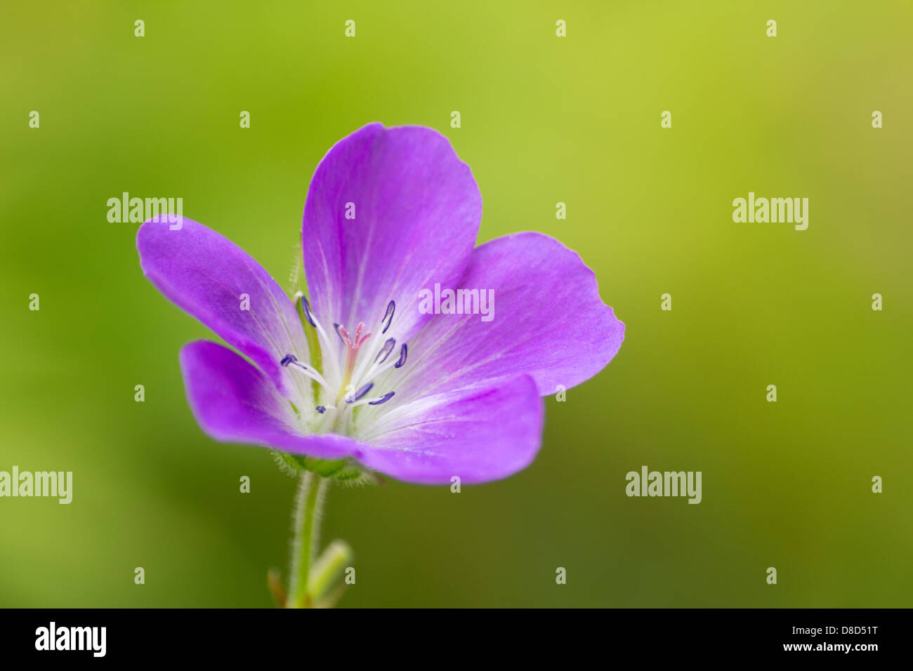 Common geranium hi-res stock photography and images - Alamy