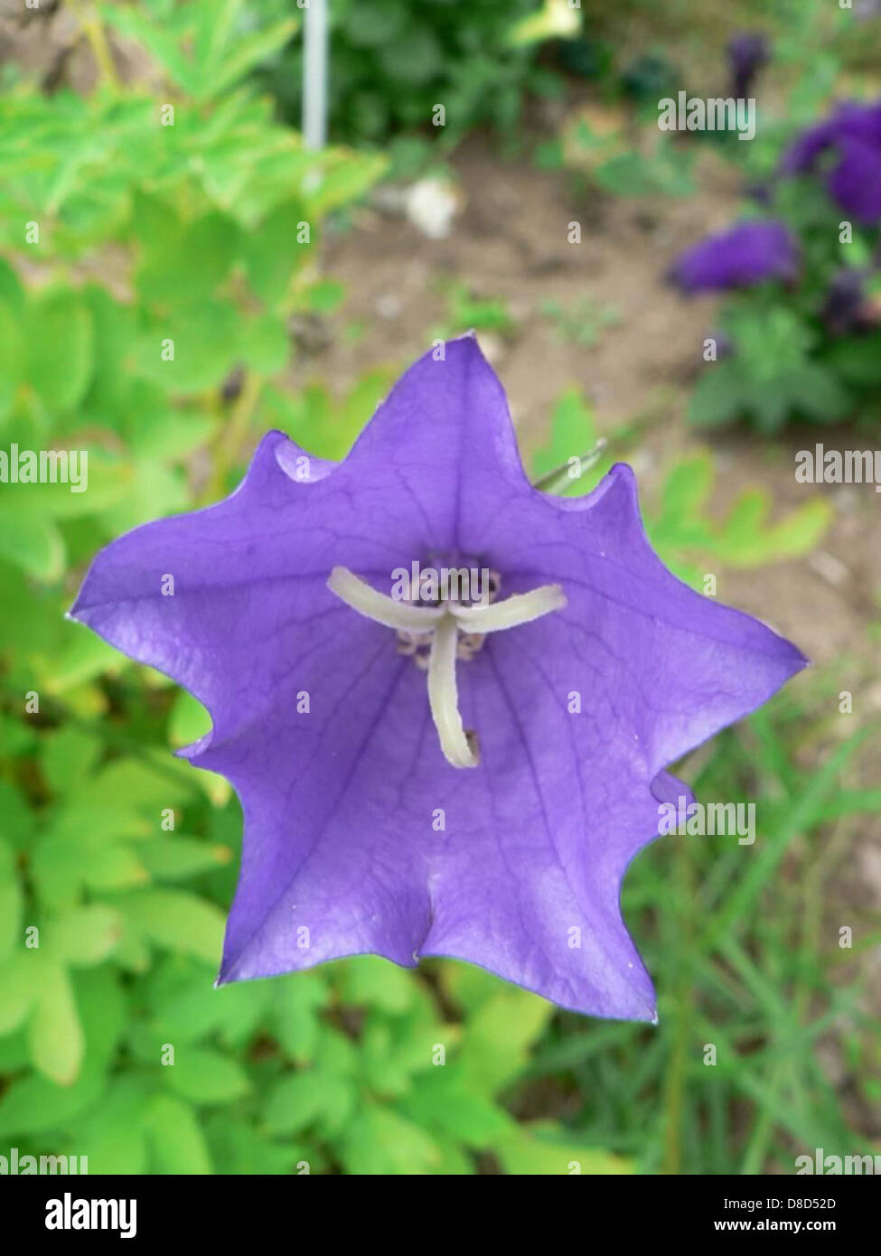 Flower definition hi-res stock photography and images - Alamy