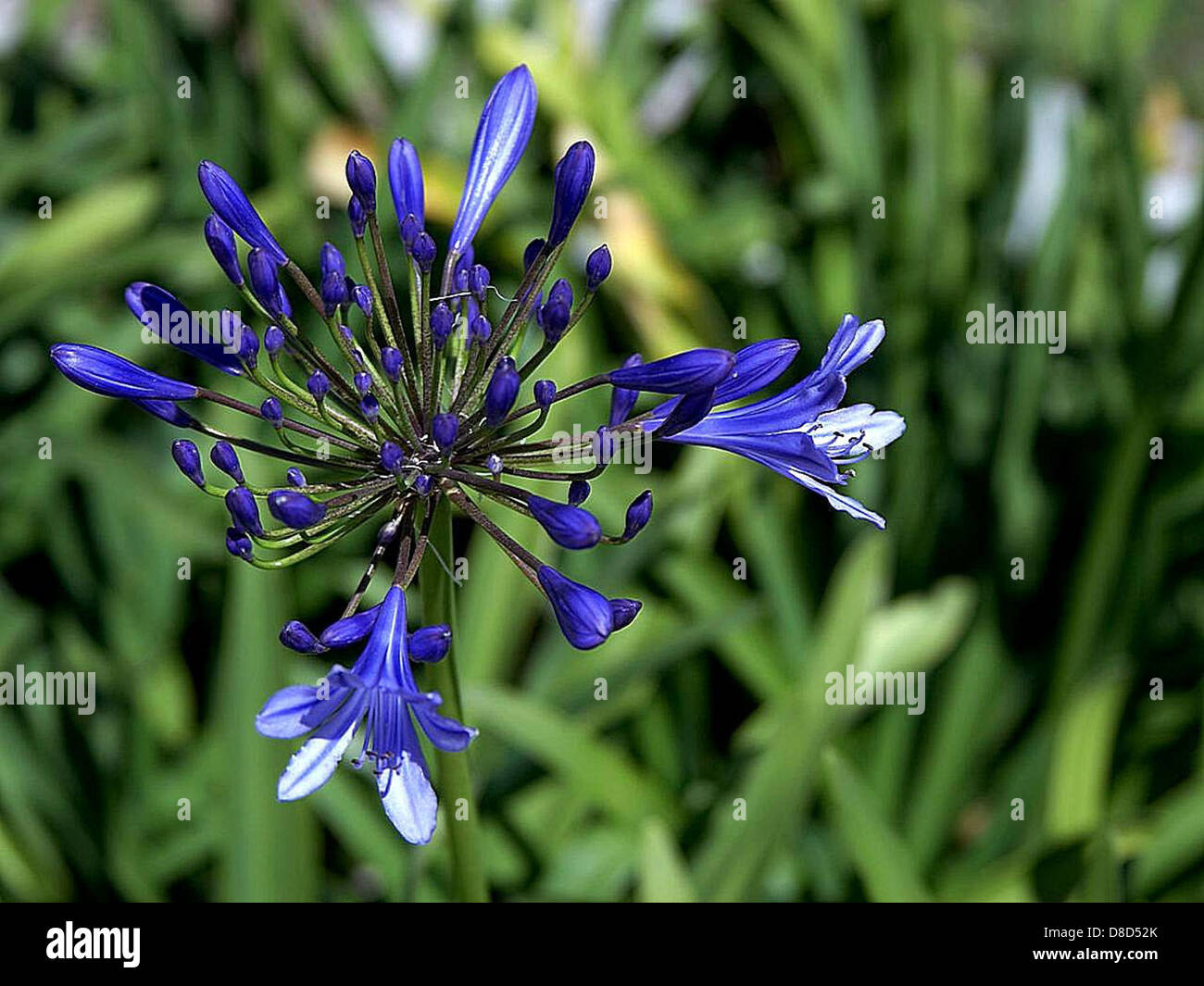 A vibrant purple flower blooms amidst green grass, adding a pop of ...