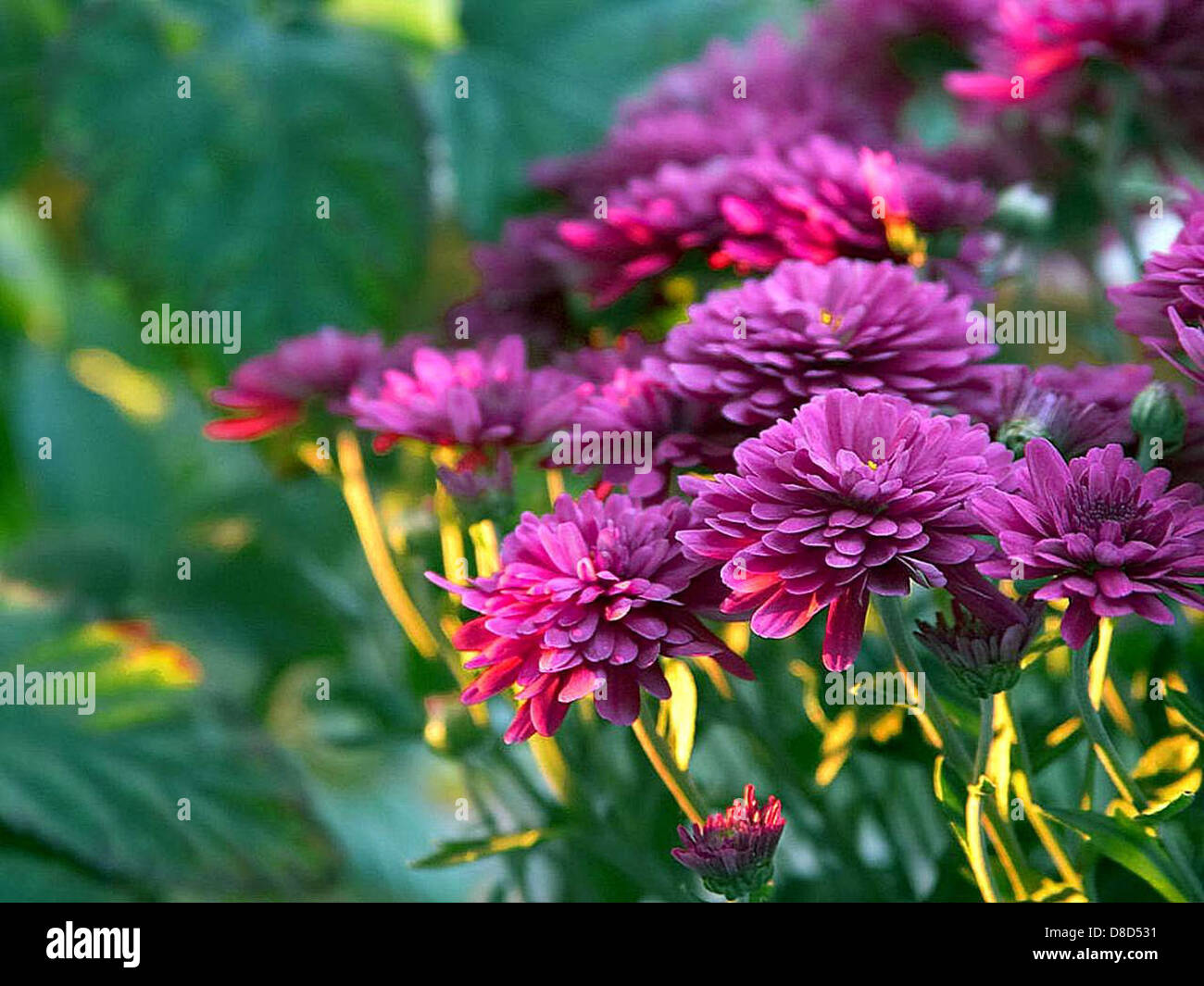 Purple mums flowers Stock Photo - Alamy