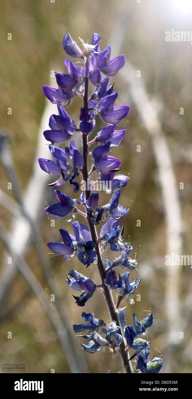 Purple flowers bloom in the spring, bringing vibrant color to gardens ...