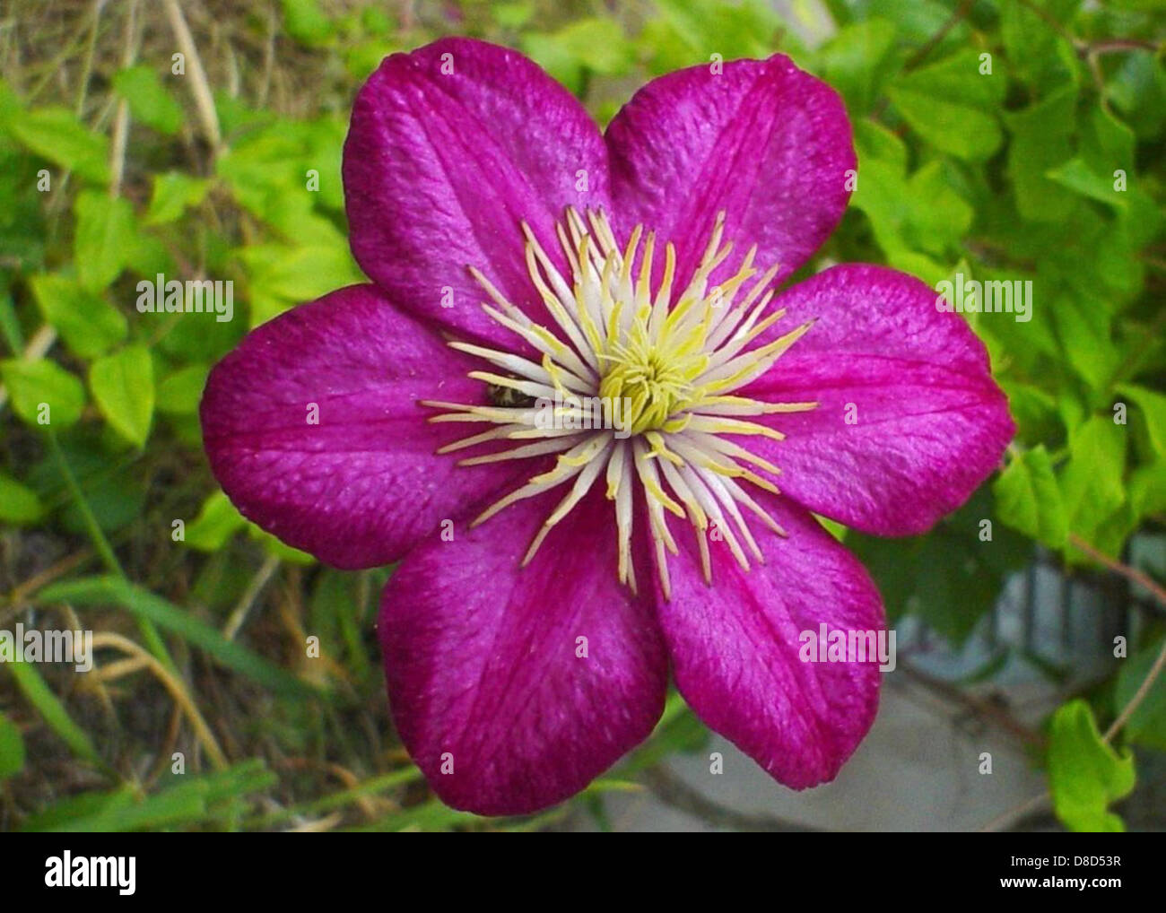 A purple-red flower blooms in a grassy field, standing out with its ...