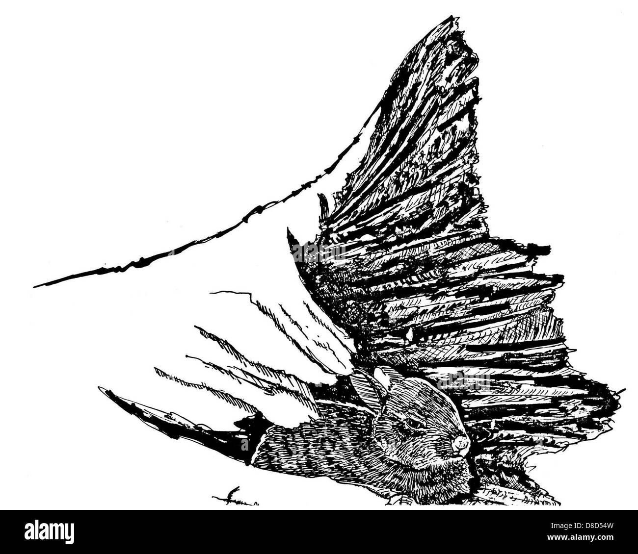 Forest rabbit Black and White Stock Photos & Images - Alamy