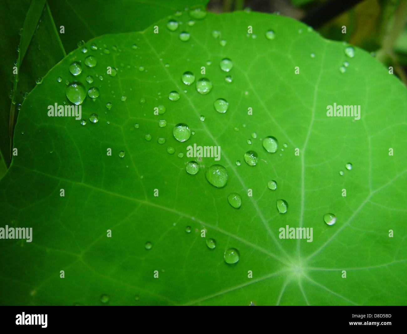 Raindrops glisten on the large, rounded leaves of the nasturtium plant ...