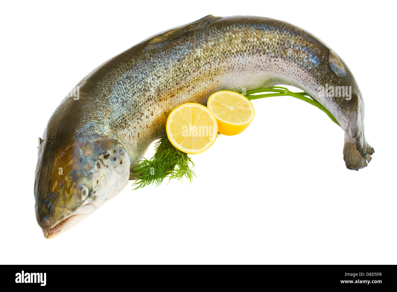Silver salmon swimming Cut Out Stock Images & Pictures - Alamy