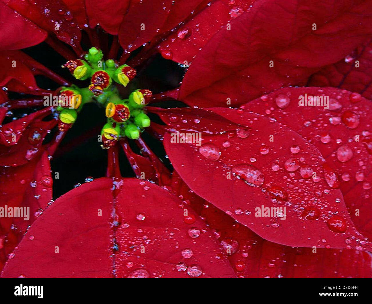 A soft, steady rain falling, creating ripples in puddles and wetting surfaces. Rain is a vital ...